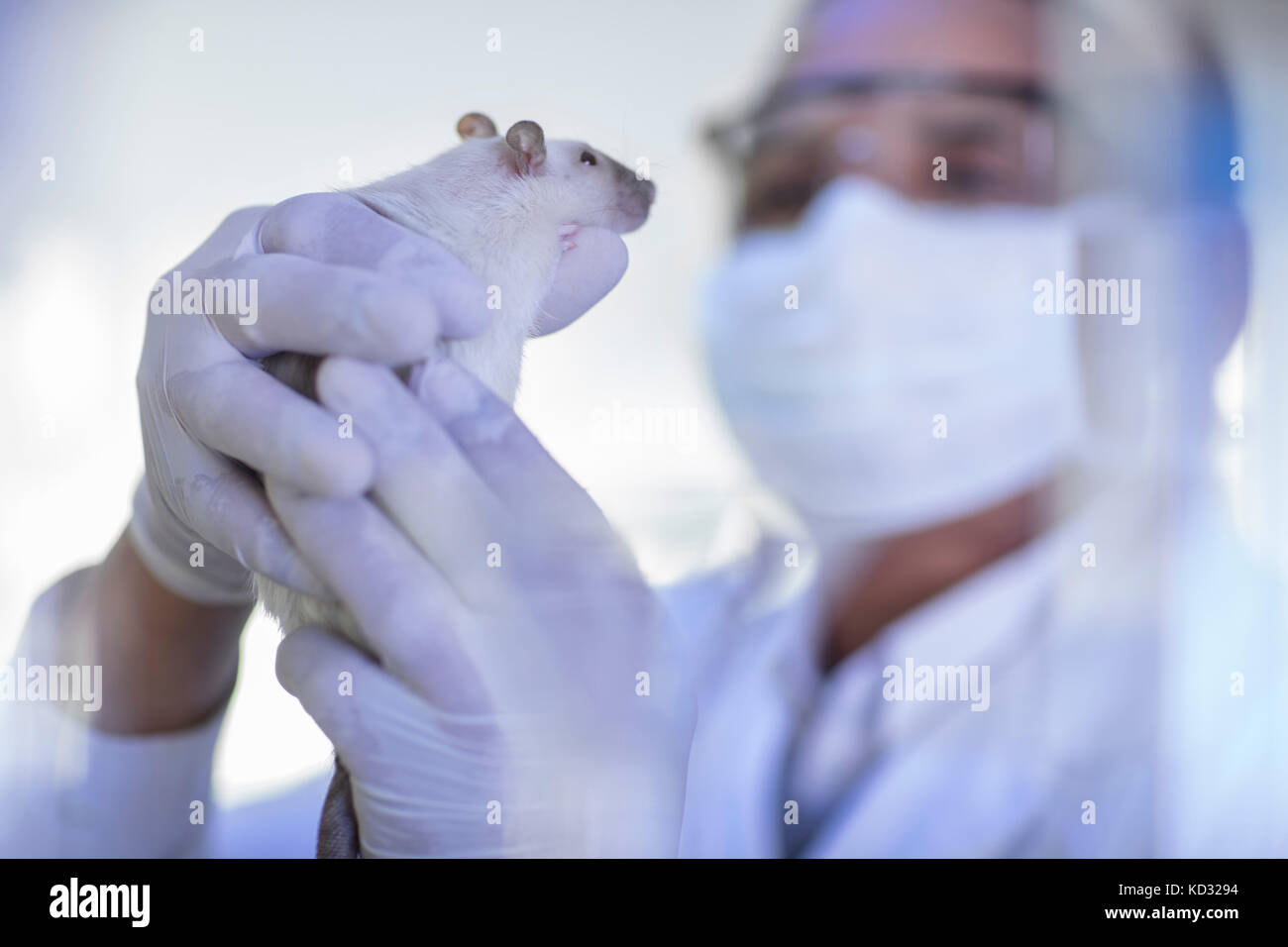 Laboratory worker examining white rat Stock Photo - Alamy