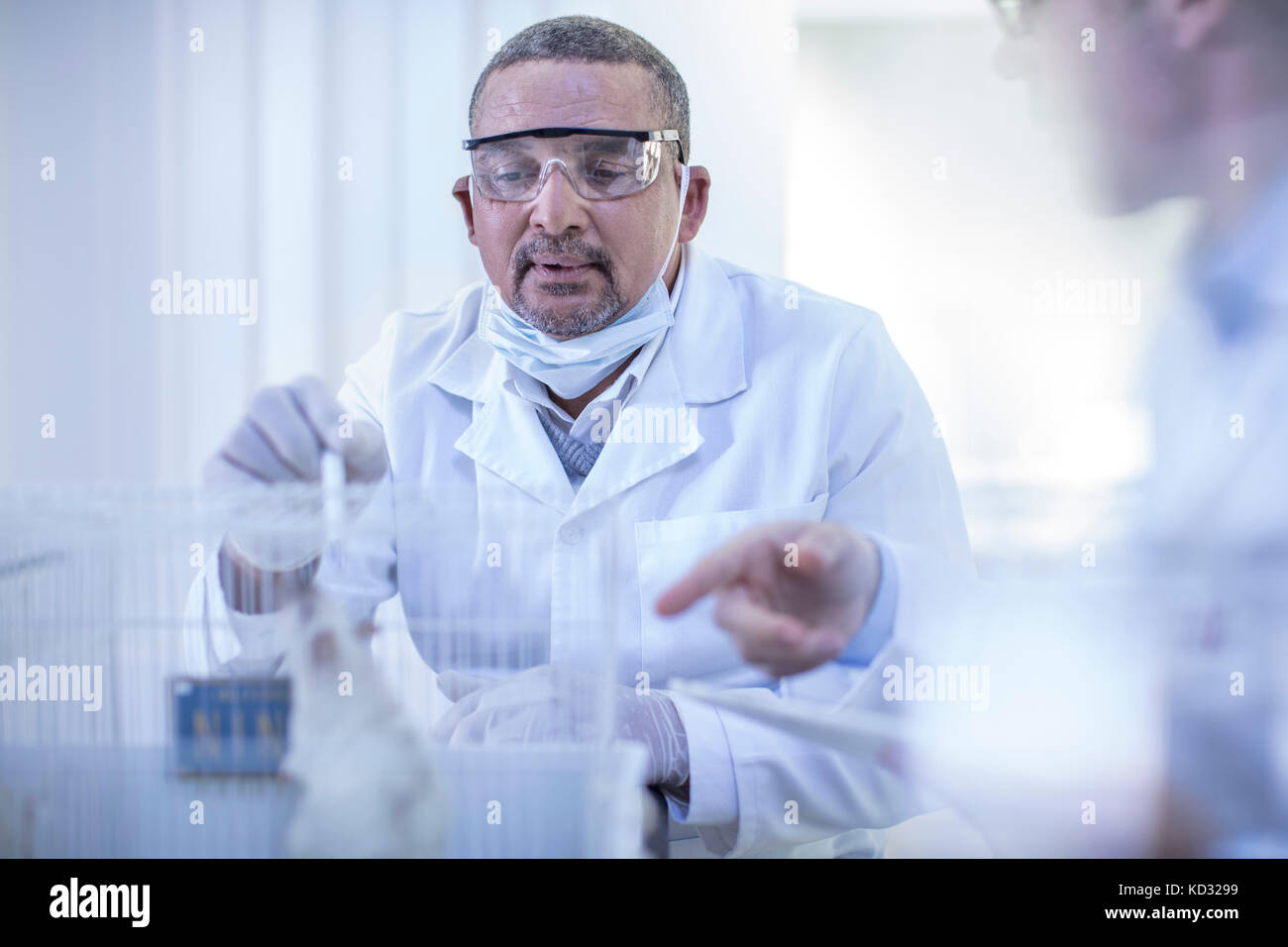 Laboratory worker feeding white rat in cage Stock Photo - Alamy
