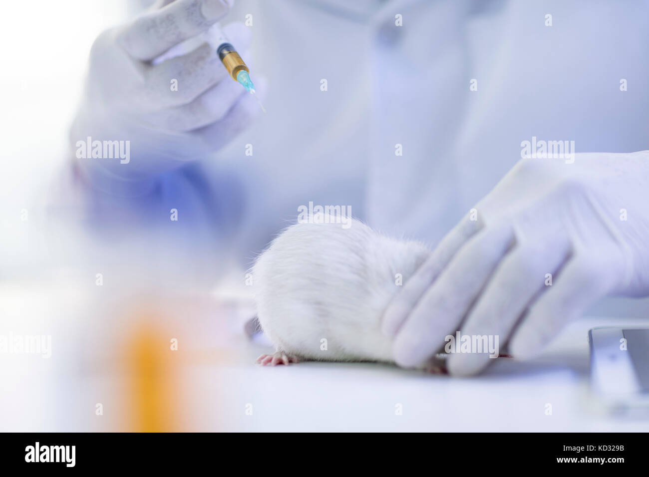Laboratory worker injecting white rat, using syringe Stock Photo - Alamy