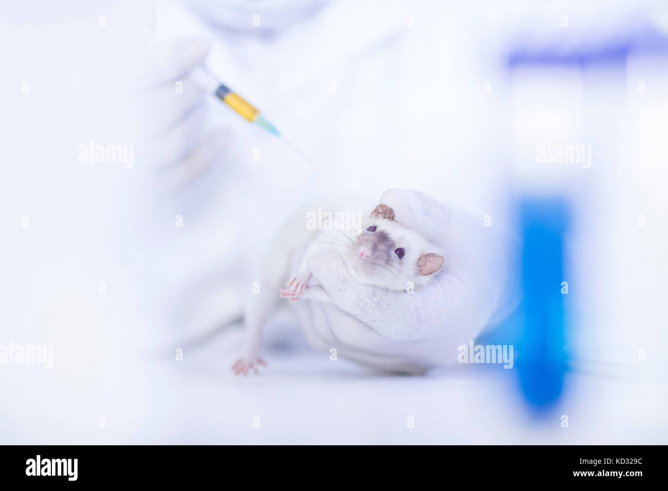 Laboratory worker injecting white rat, using syringe, close-up Stock ...