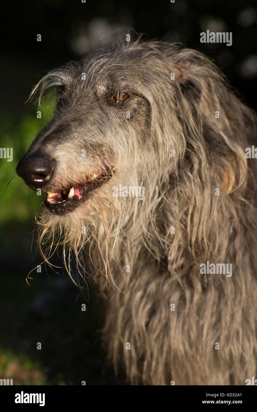 Deerhound standing hi-res stock photography and images - Alamy