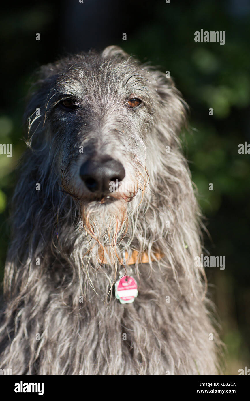 Deerhound standing hi-res stock photography and images - Alamy
