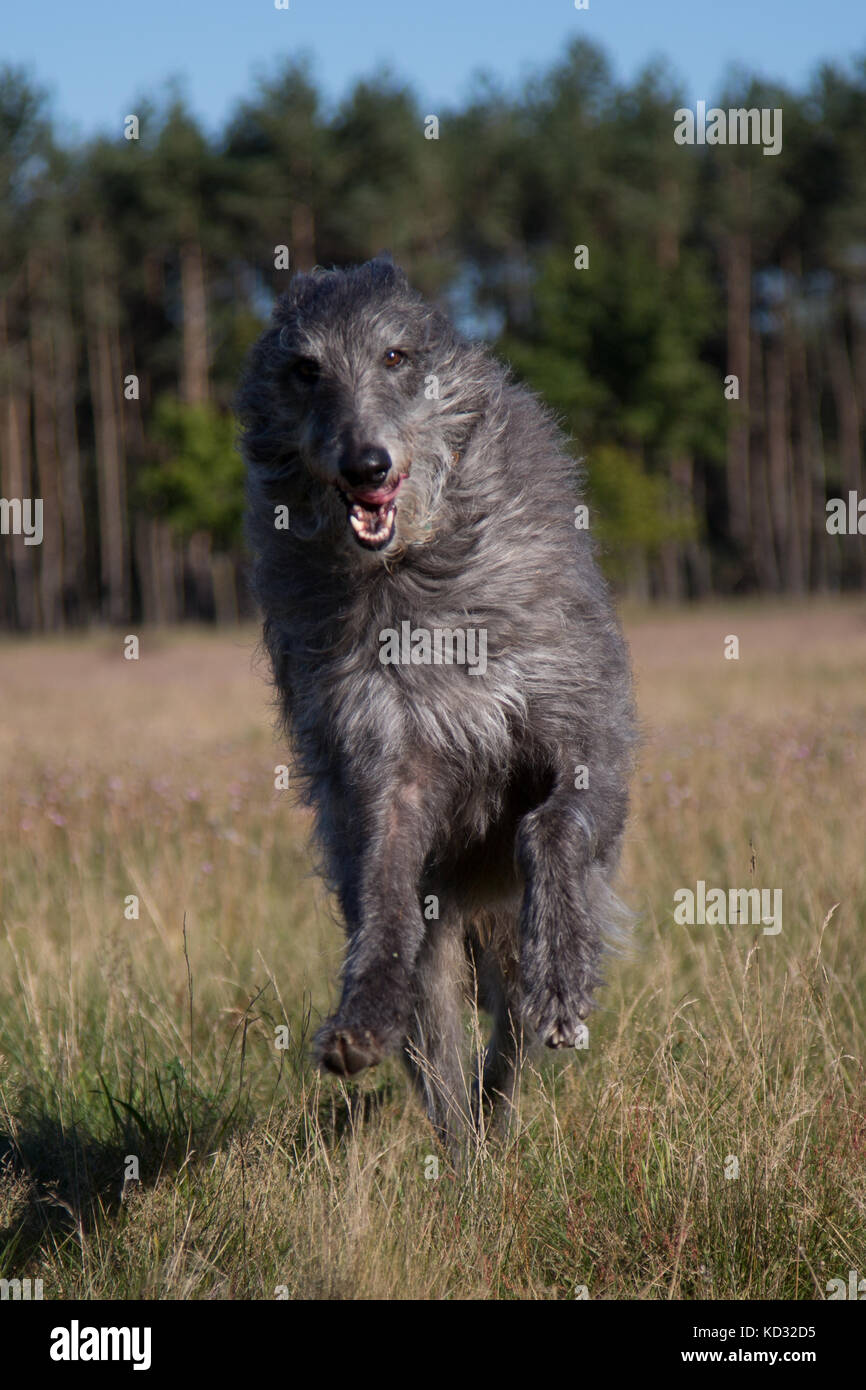 Sighthound running hi-res stock photography and images - Alamy