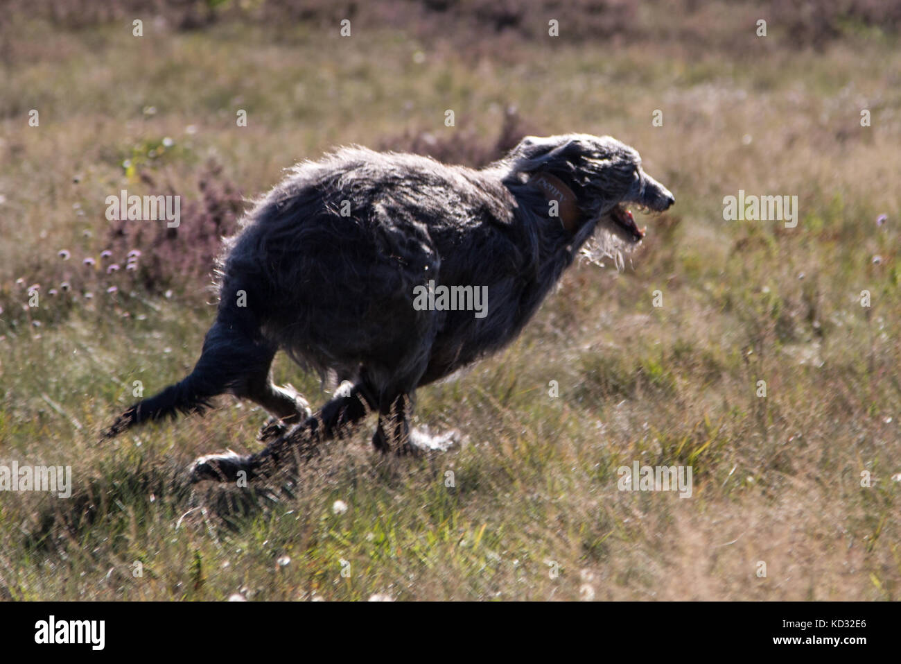 Running sighthound hi-res stock photography and images - Alamy