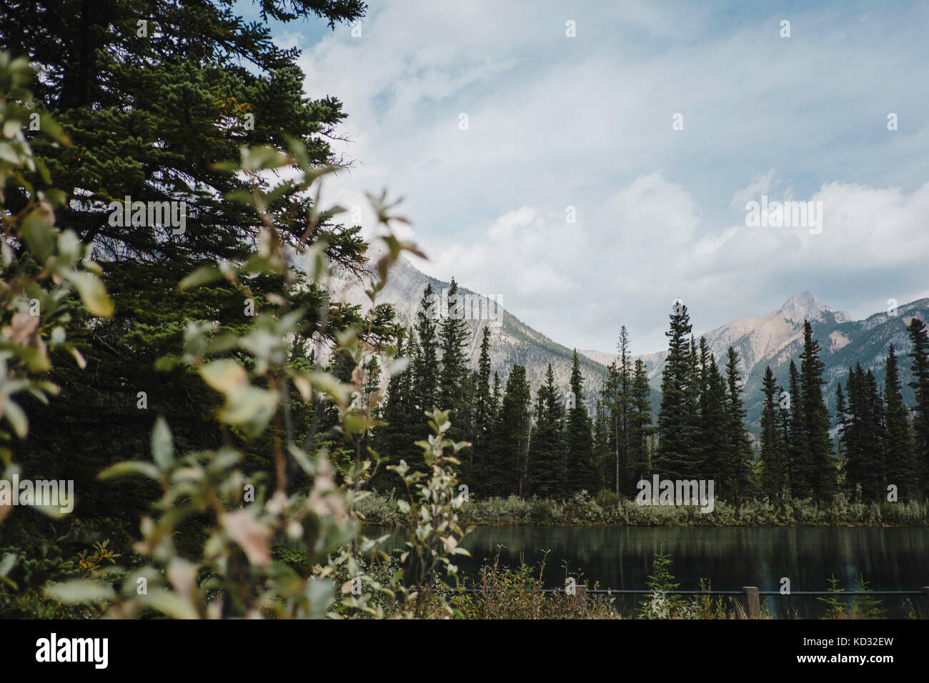 Trees of north america hi-res stock photography and images - Alamy