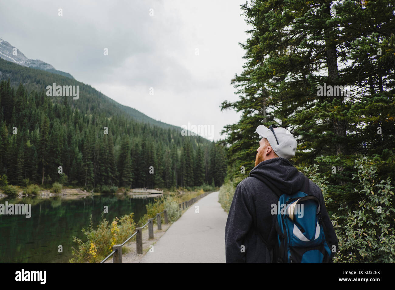 Man looking up at trees rear view hi-res stock photography and images ...