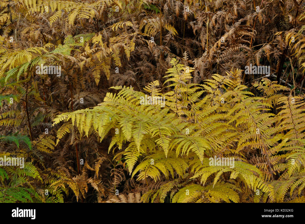 ferns in autumn colours Stock Photo - Alamy