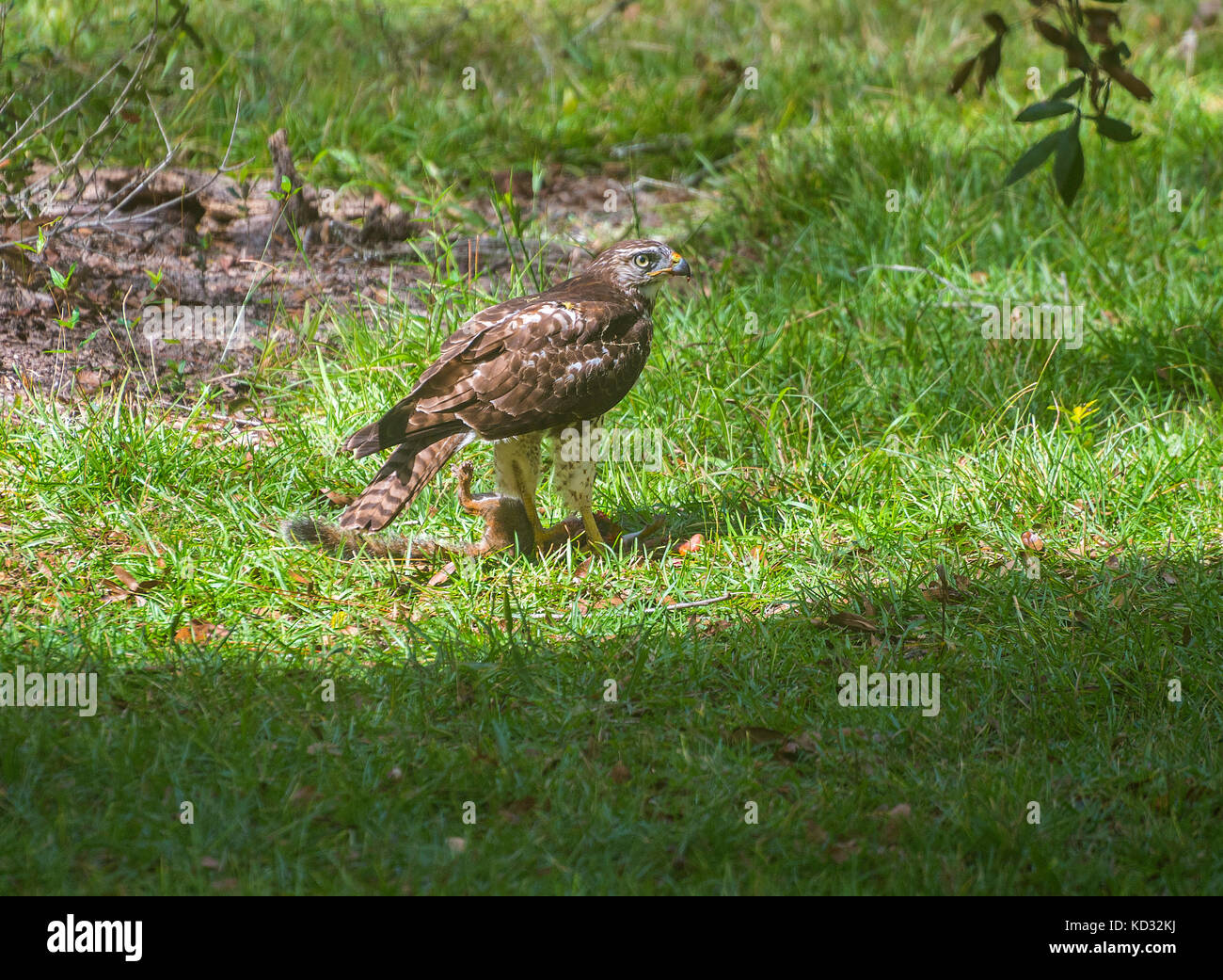 Red Shouldered Hawk eats a captured squirrel in a grassy area in North ...