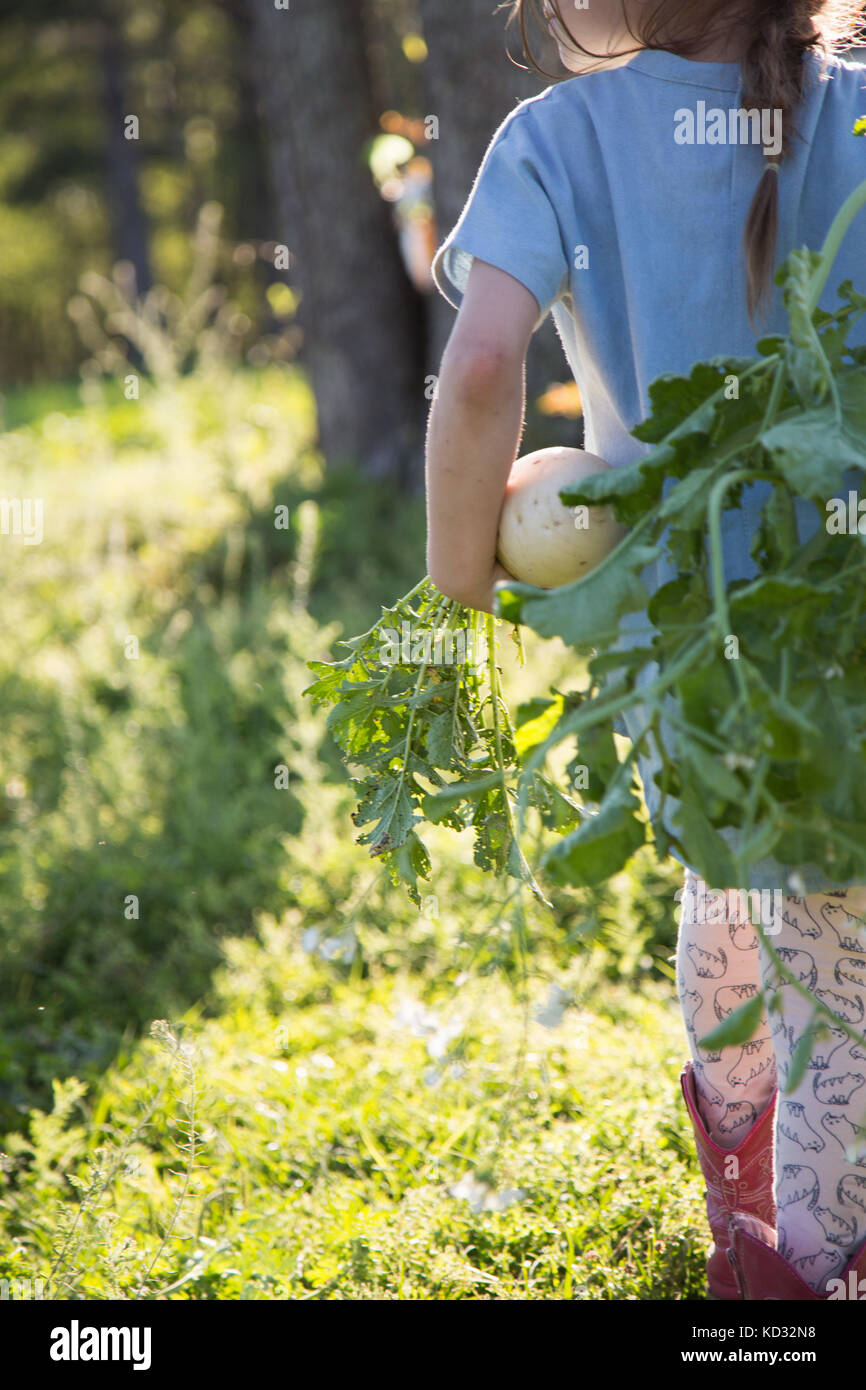 Daikon radish hi-res stock photography and images - Alamy