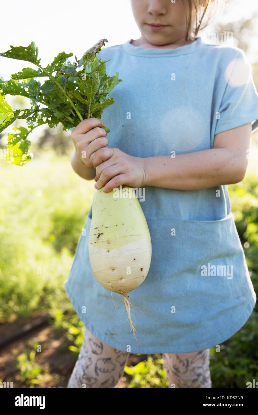 Young girl on farm, holding freshly picked daikon radish, mid section ...