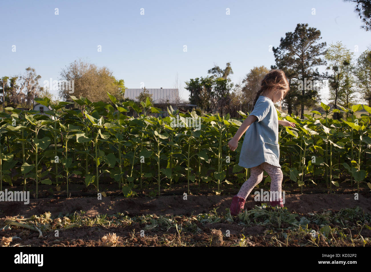 Young girl walking beside crops on farm, side view Stock Photo - Alamy
