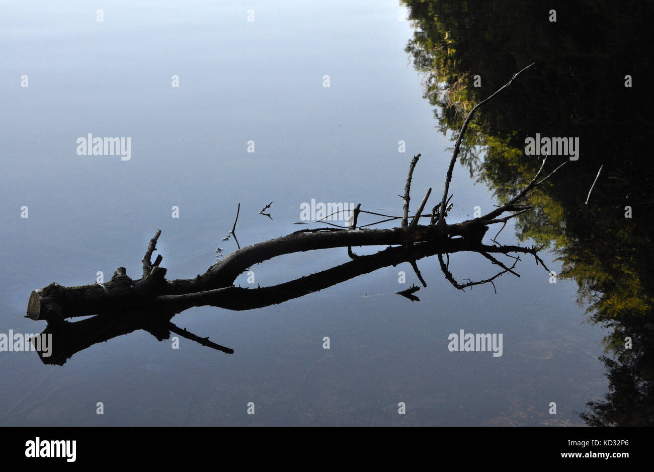 Tree branch in water Stock Photo - Alamy