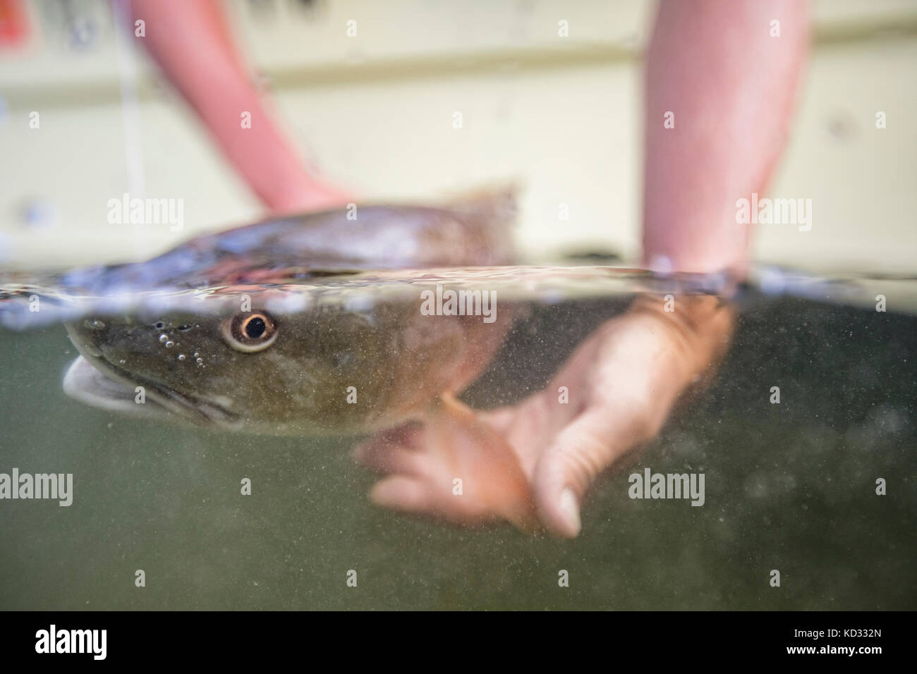 Man releasing small redfish Stock Photo - Alamy