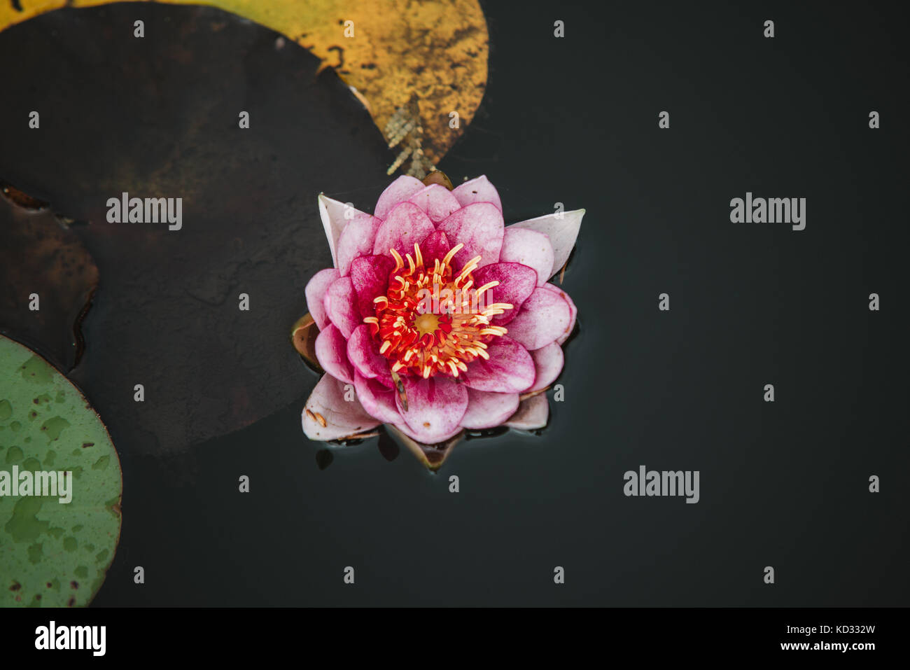 Close up on lilly flower on water, top view Stock Photo - Alamy