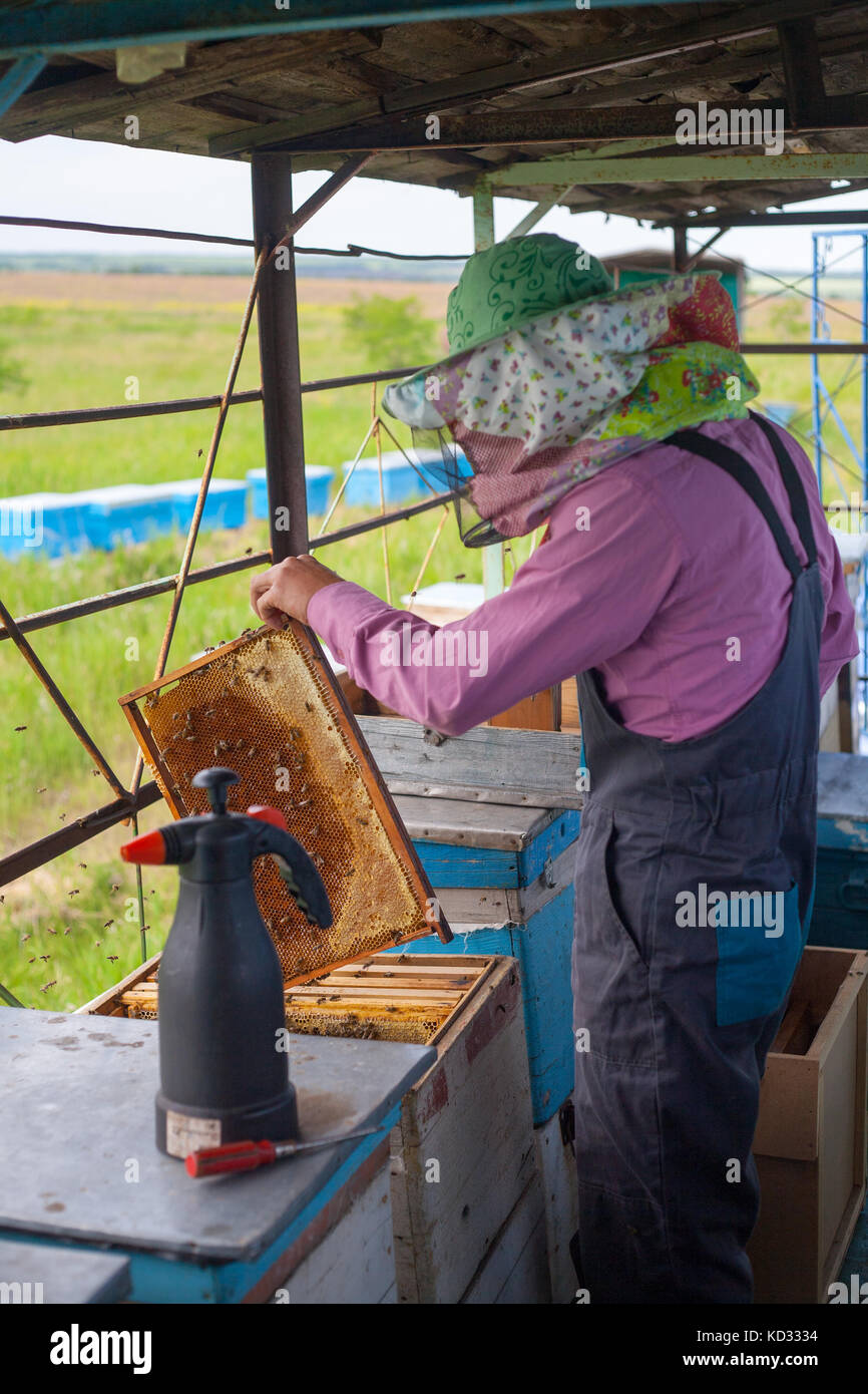 Beekeeper is working with bees and beehives on the apiary. Beekeeper on ...