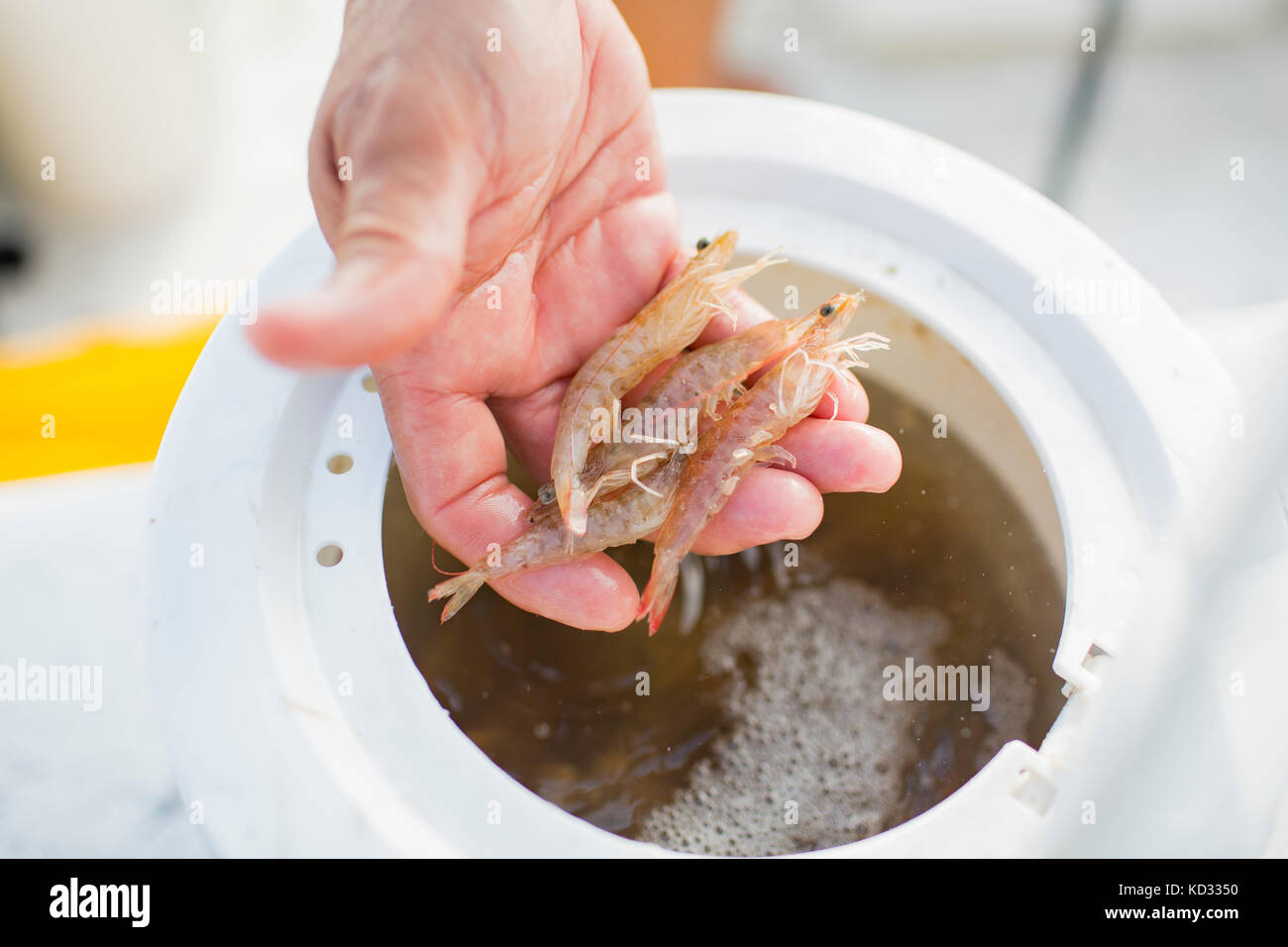 Handful of shrimp bait Stock Photo - Alamy