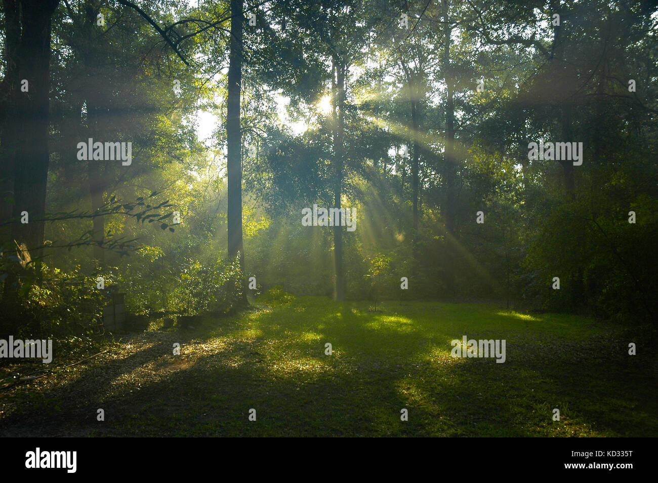Early morning sun rays shining through wooded area Stock Photo - Alamy
