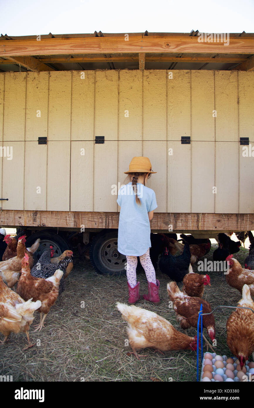 Collecting eggs hi-res stock photography and images - Alamy