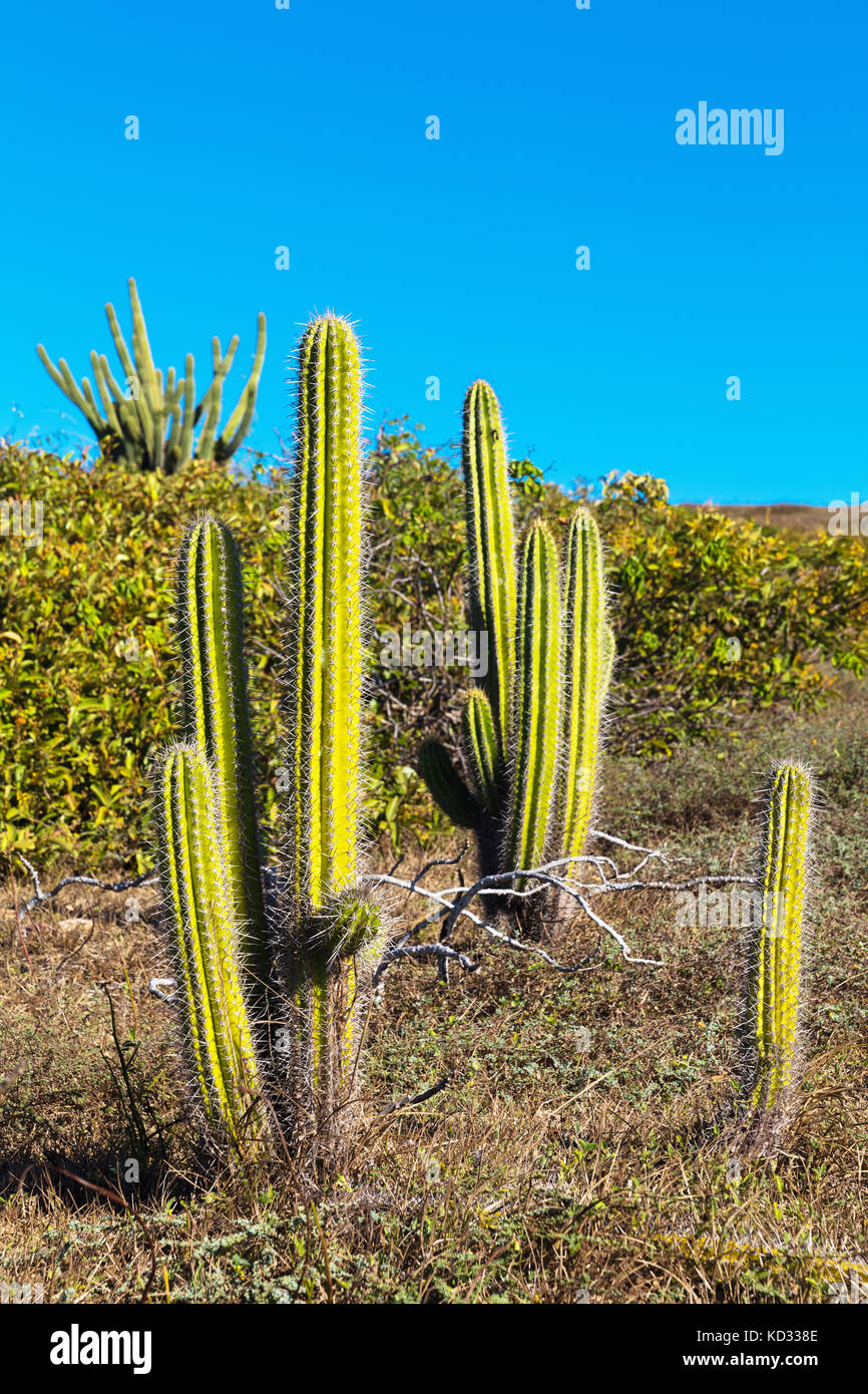 Cactus growing in rural setting, Jericoacoara National Park, Ceara ...
