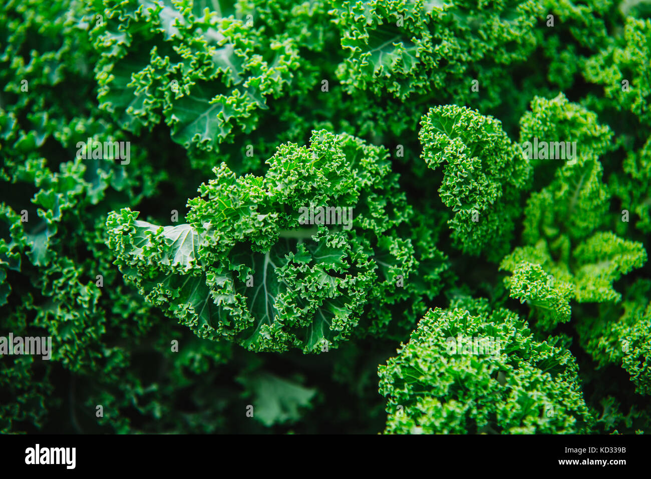 Close up on kale, green background or texture Stock Photo - Alamy