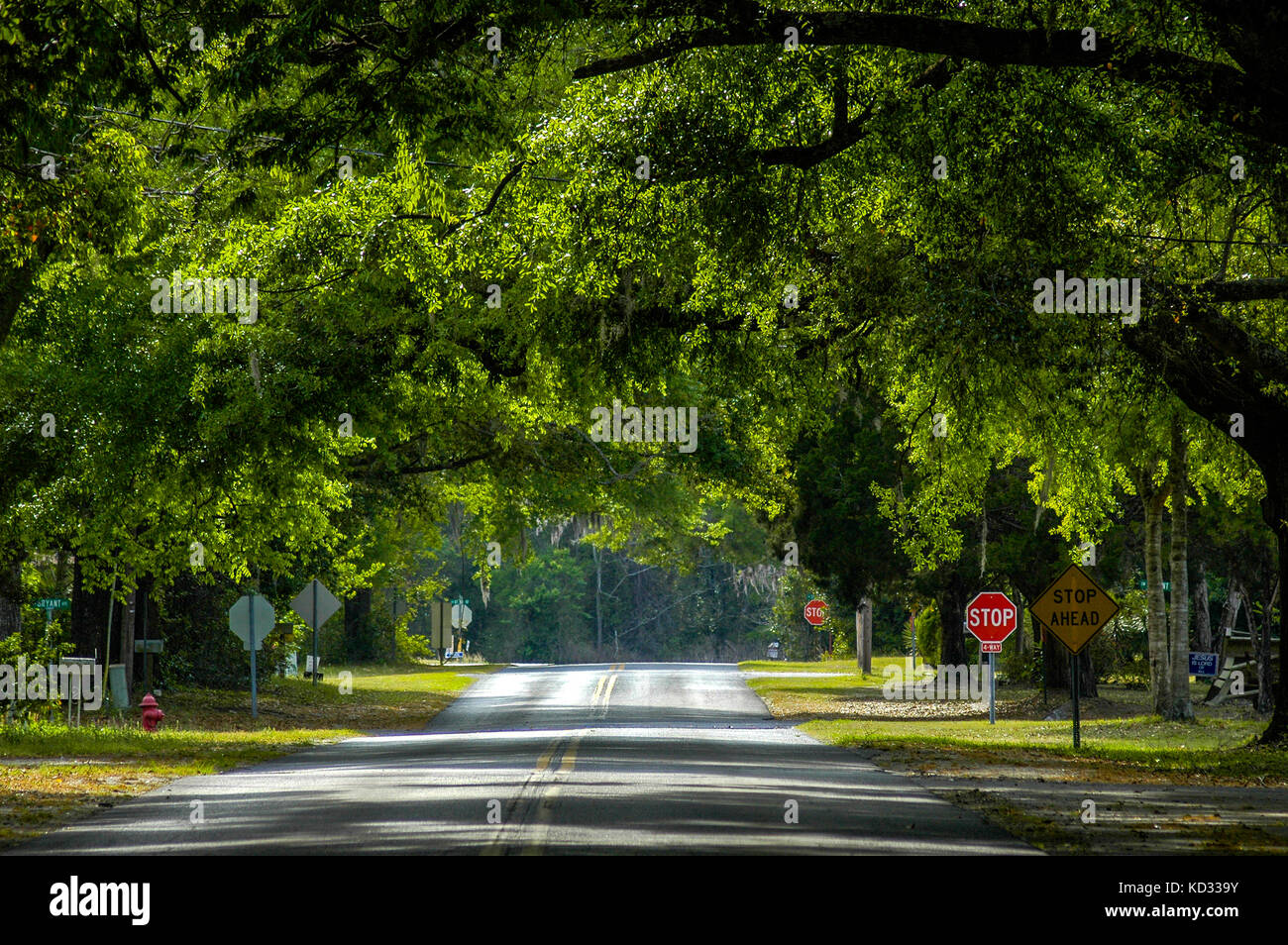 Tree lined street in a tiny North Florida town Stock Photo - Alamy