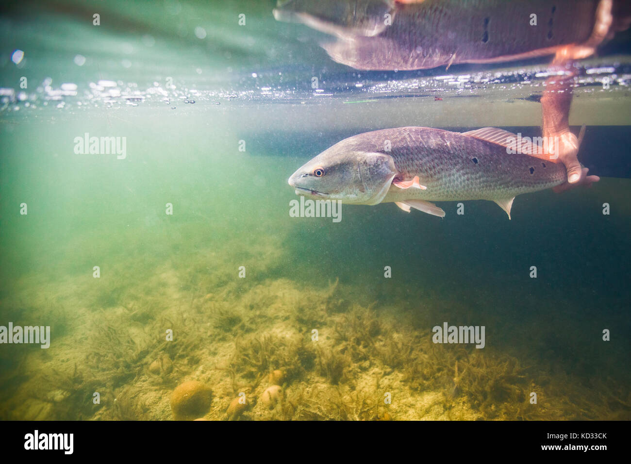Man releasing small redfish in the Gulf of Mexico, Homosassa, Florida ...