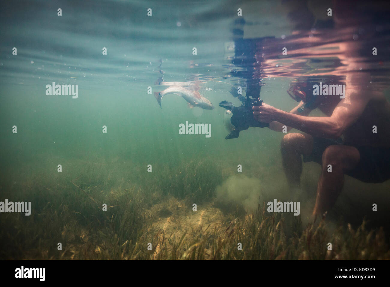 Man filming redfish in the Gulf of Mexico, Homosassa, Florida, US Stock ...