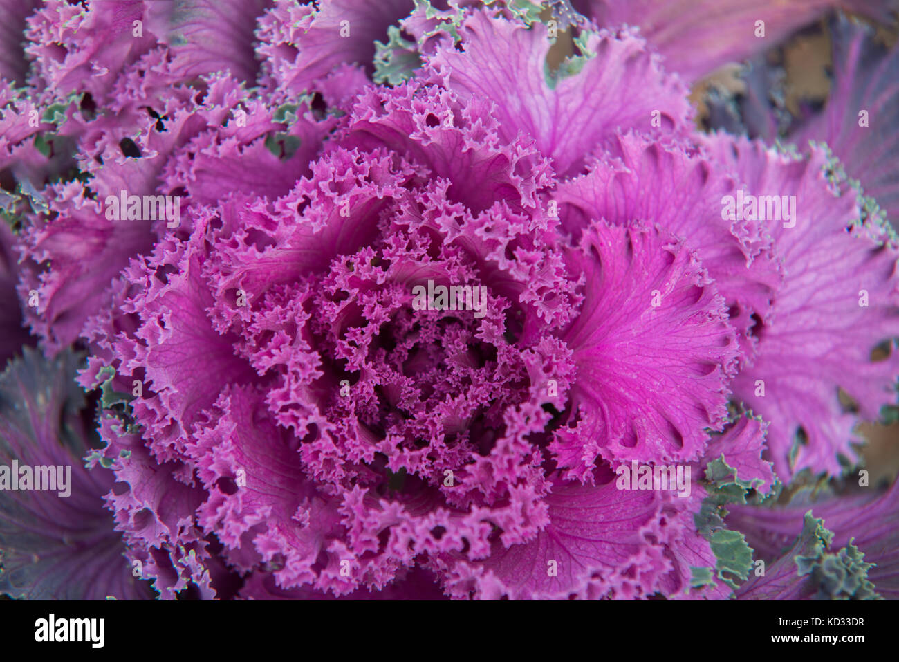 close up on Kale. Pink vegetable leaves, healthy eating, vegetarian ...