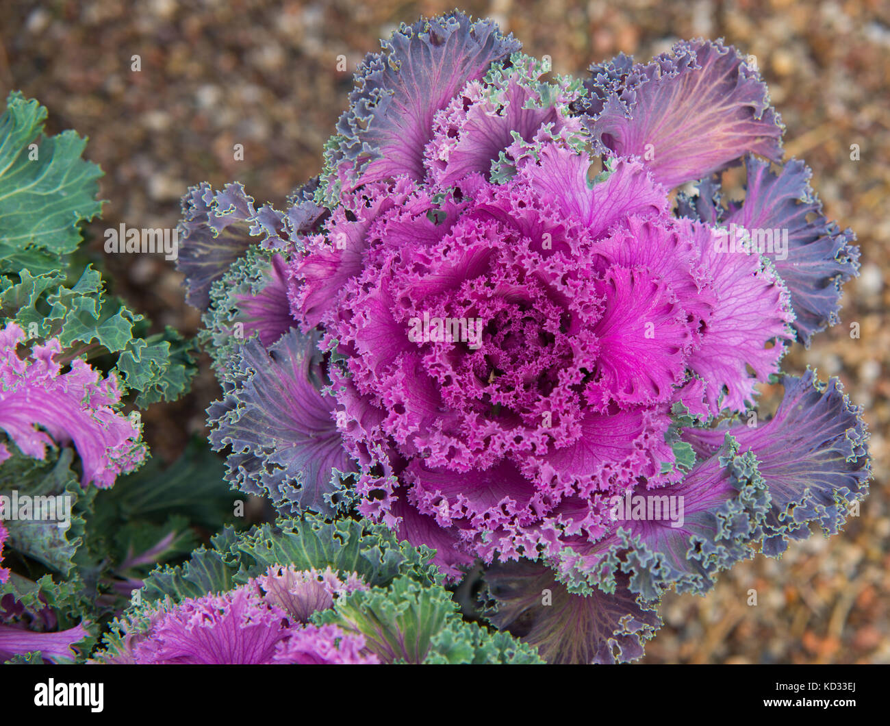 close up on Kale. Pink vegetable leaves, healthy eating, vegetarian ...
