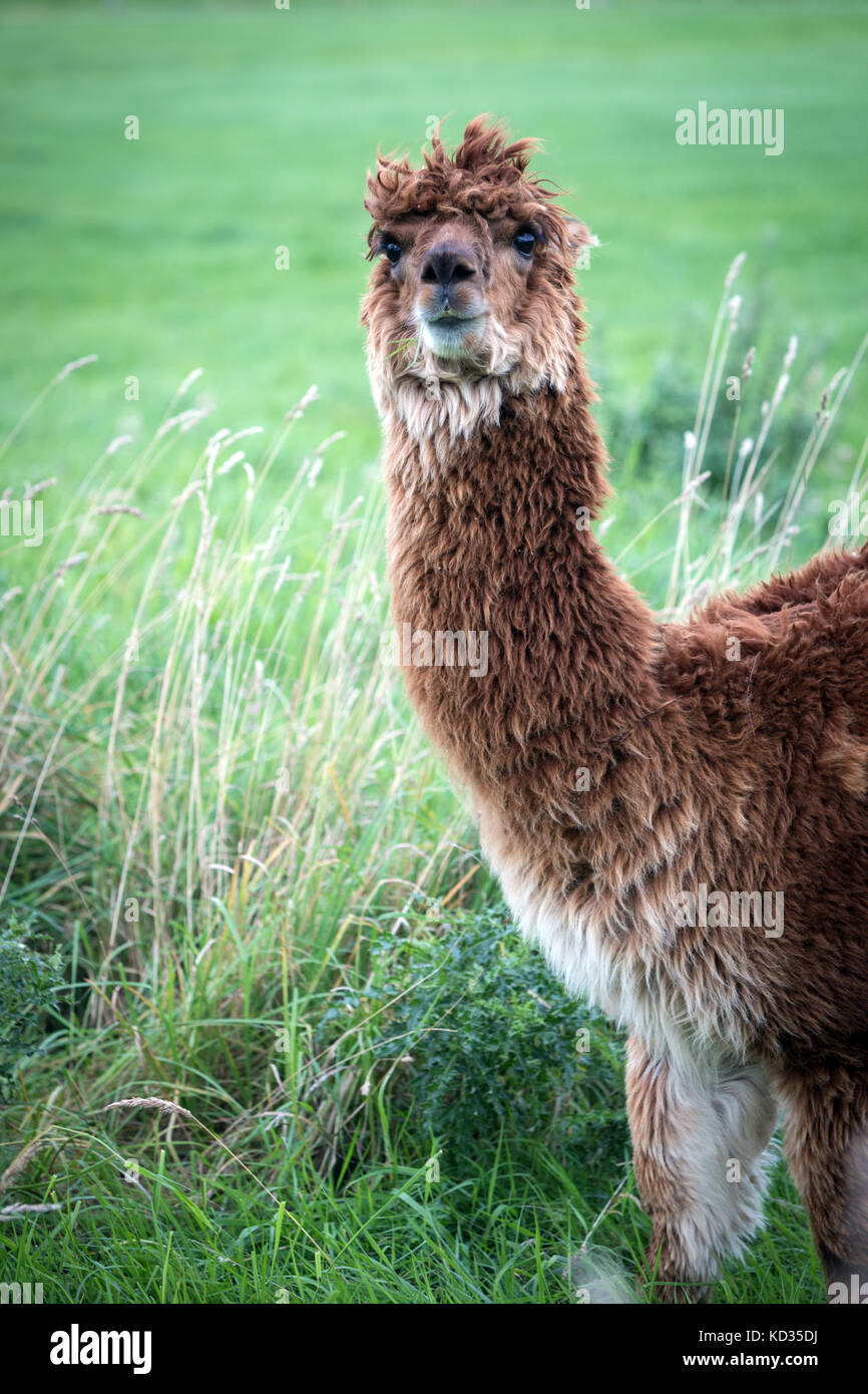 English farm hi-res stock photography and images - Alamy