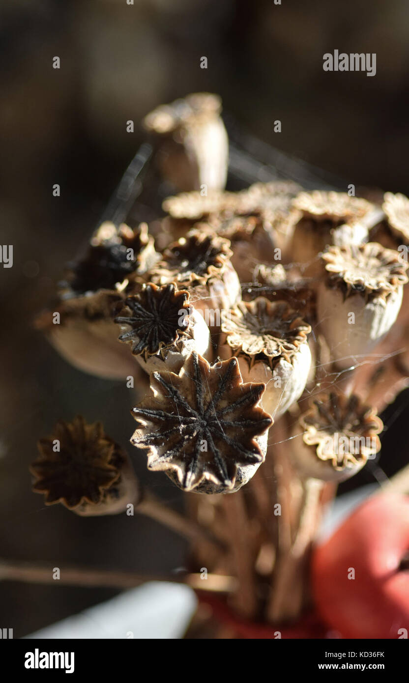 dried poppy seed heads Stock Photo - Alamy