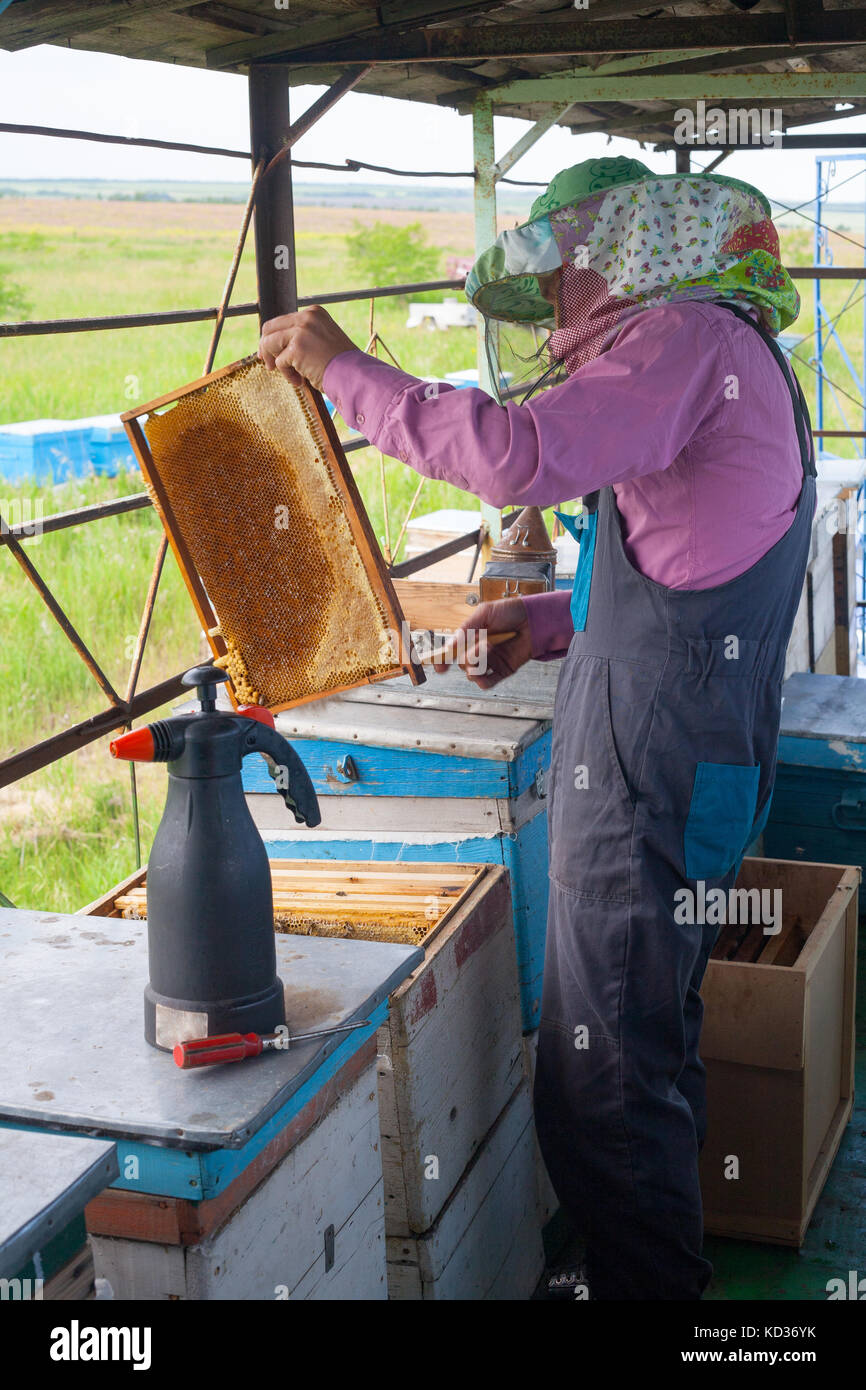Beekeeper is working with bees and beehives on the apiary. Beekeeper on ...