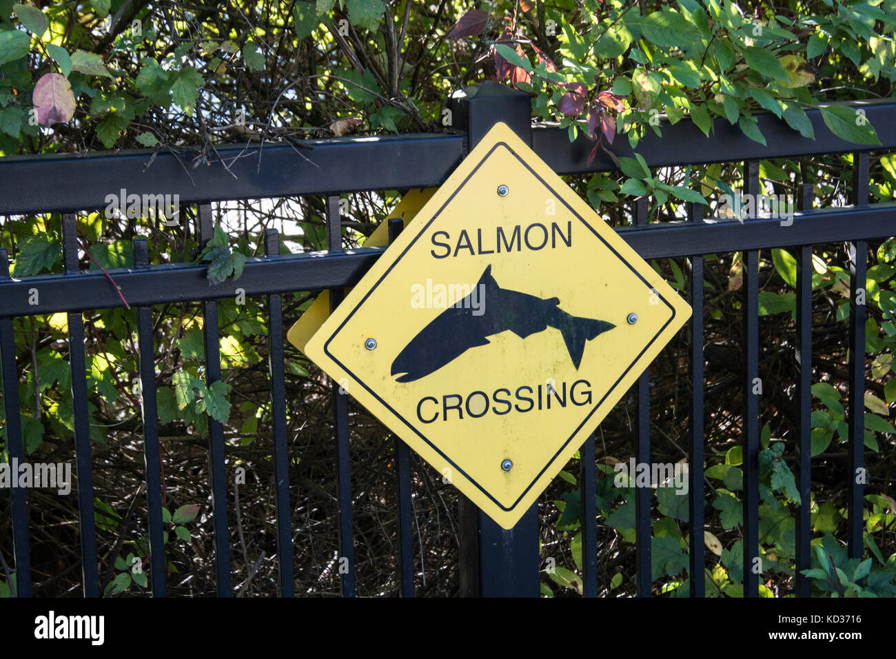Salmon sign hi-res stock photography and images - Alamy