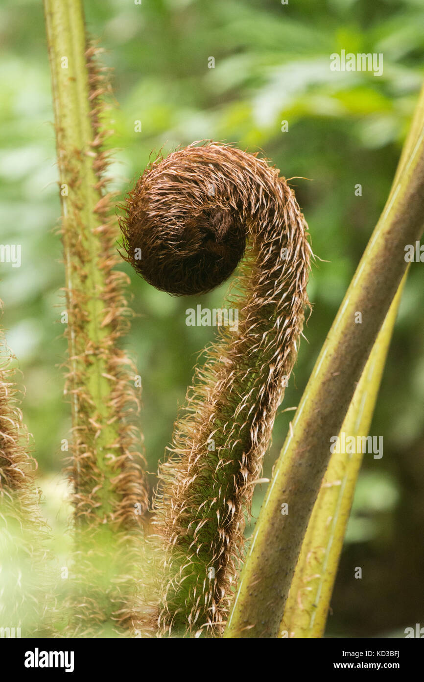 Cibotium hi-res stock photography and images - Alamy
