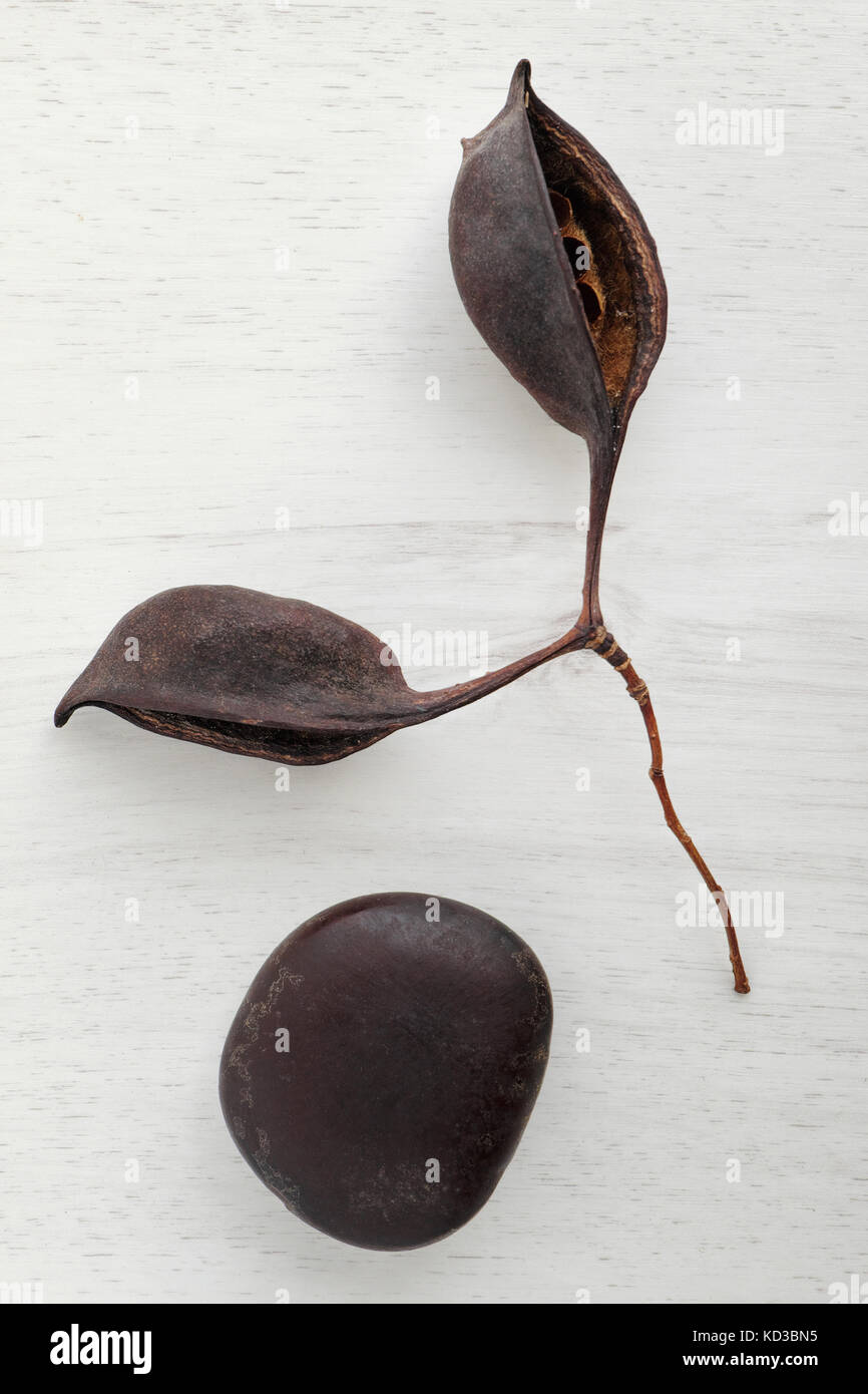 Large brown seeds hi-res stock photography and images - Alamy