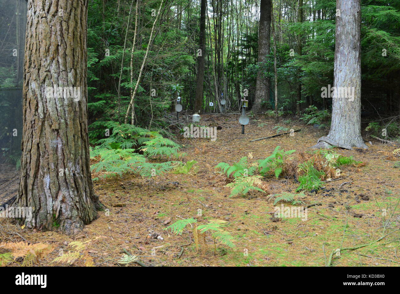 A shooting range deep in a Forest in the UK Stock Photo - Alamy