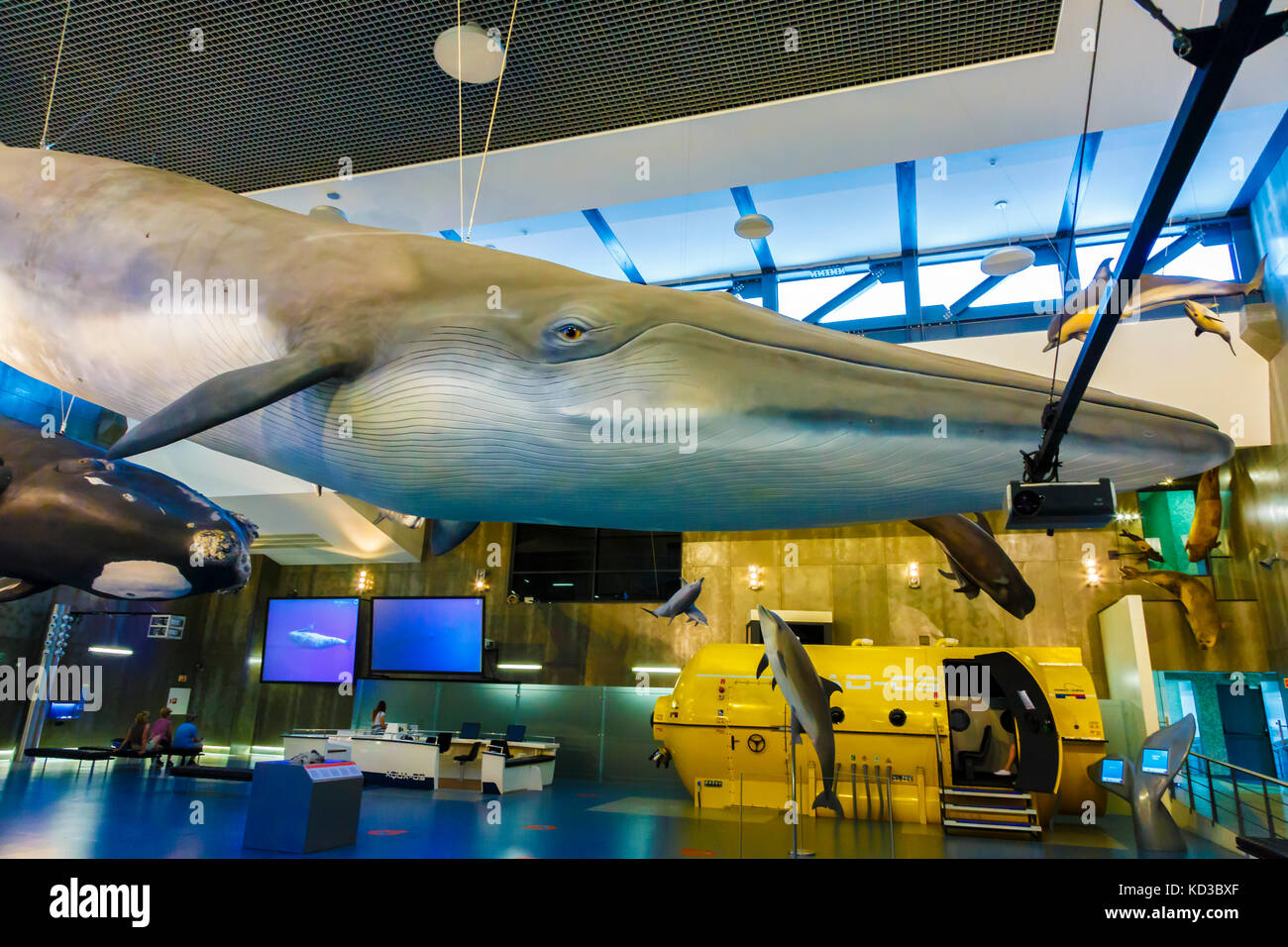 Whale museum, madeira hi-res stock photography and images - Alamy