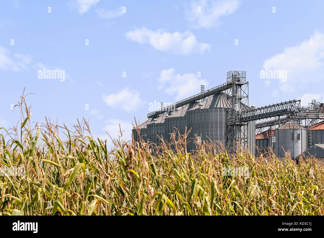 Agricultural panorama. Field of corn , set of agricultural storage ...