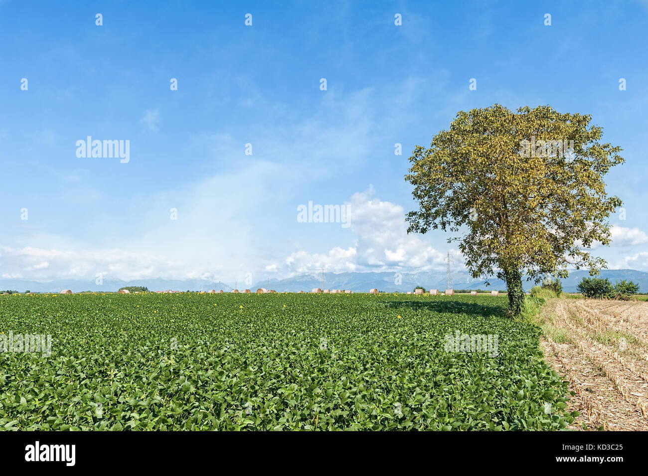 Countryside landscape. Field of soybean,isolated treeand hay bales ...