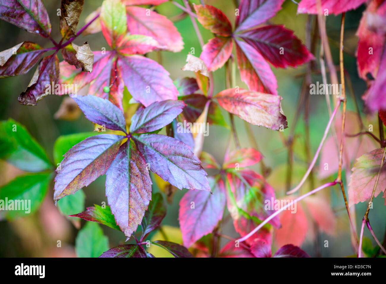 Colorful autumn tree in focus hi-res stock photography and images - Alamy