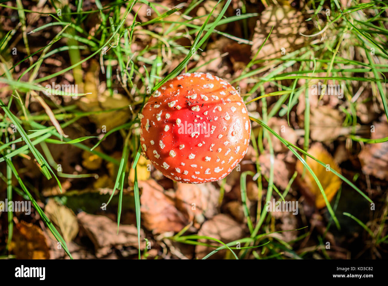 Red top mushroom hi-res stock photography and images - Alamy
