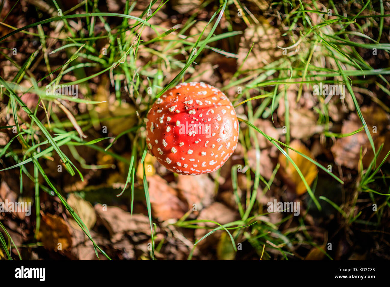 Red top mushroom hi-res stock photography and images - Alamy