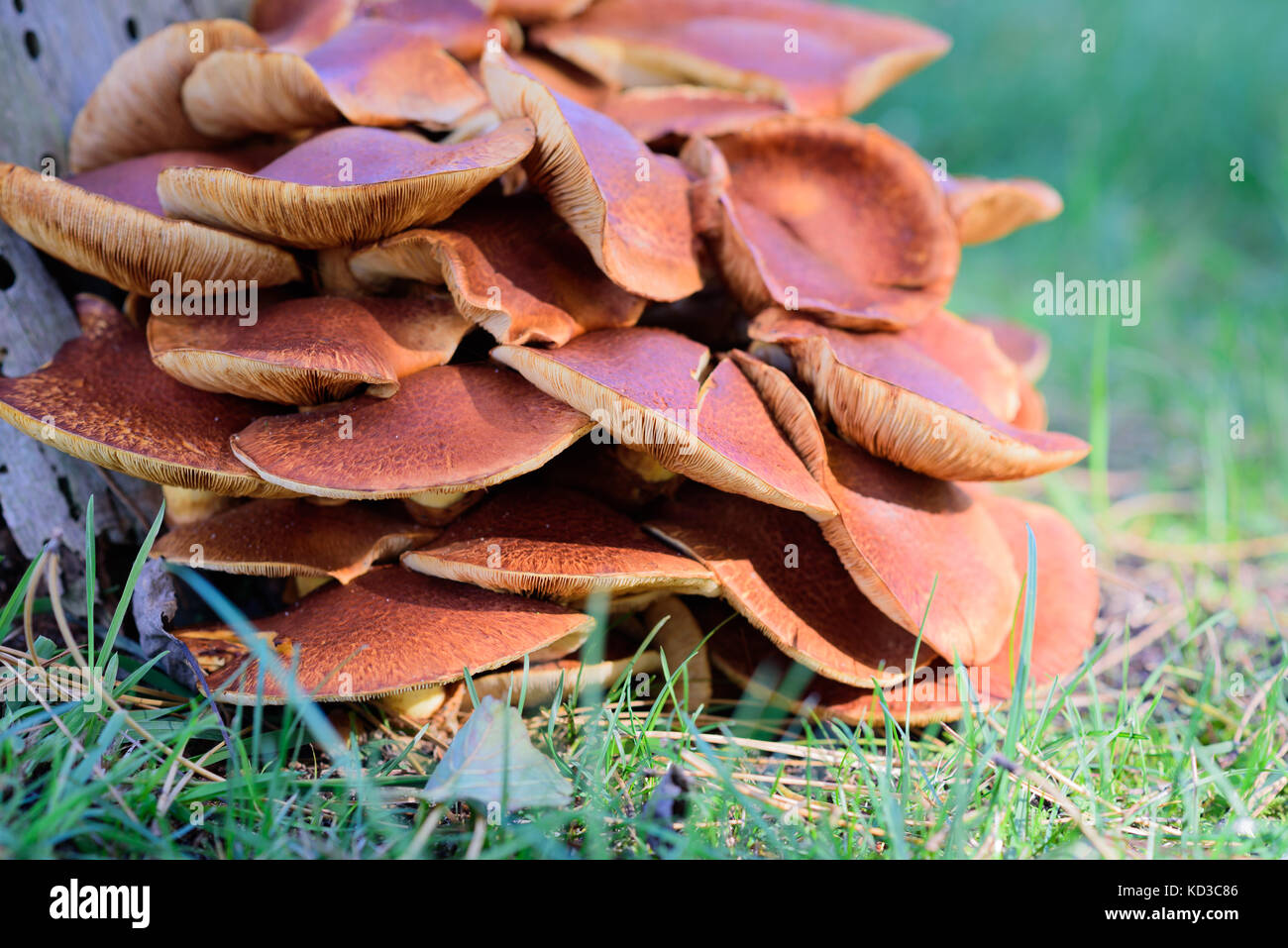 Big bunch of brown oyster mushrooms Stock Photo - Alamy
