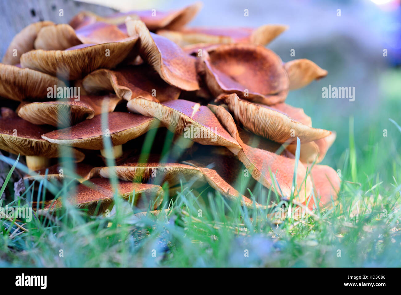 School mushroom hi-res stock photography and images - Alamy