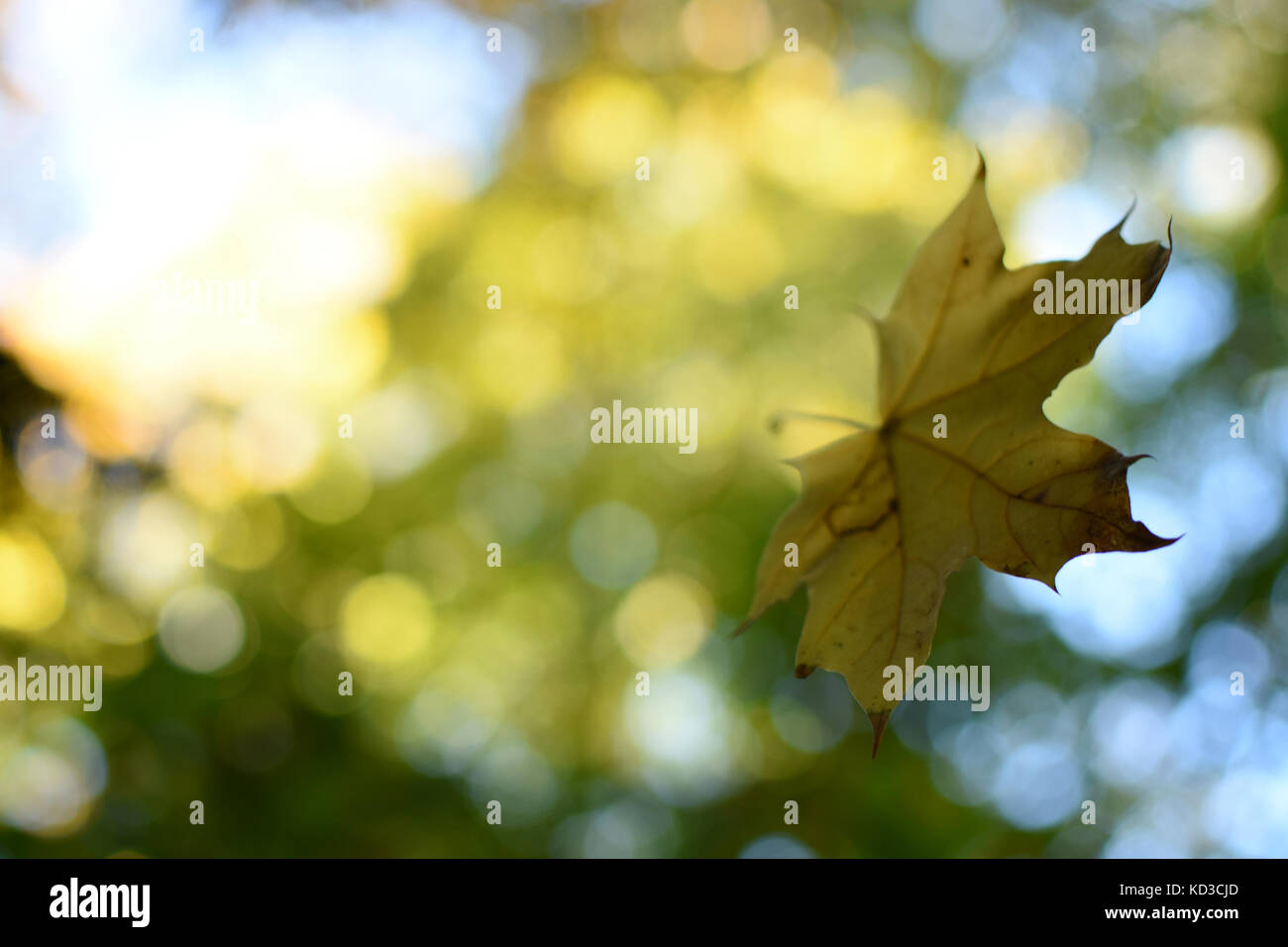 Falling leaf hi-res stock photography and images - Alamy