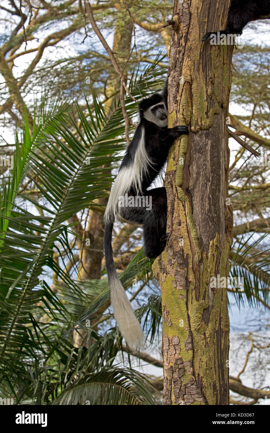 Adult Colobus monkey climbing Colobus guereza Acacia tree Elsamere ...