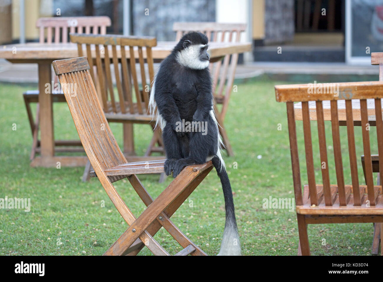 Monkey sitting on chair hi-res stock photography and images - Alamy