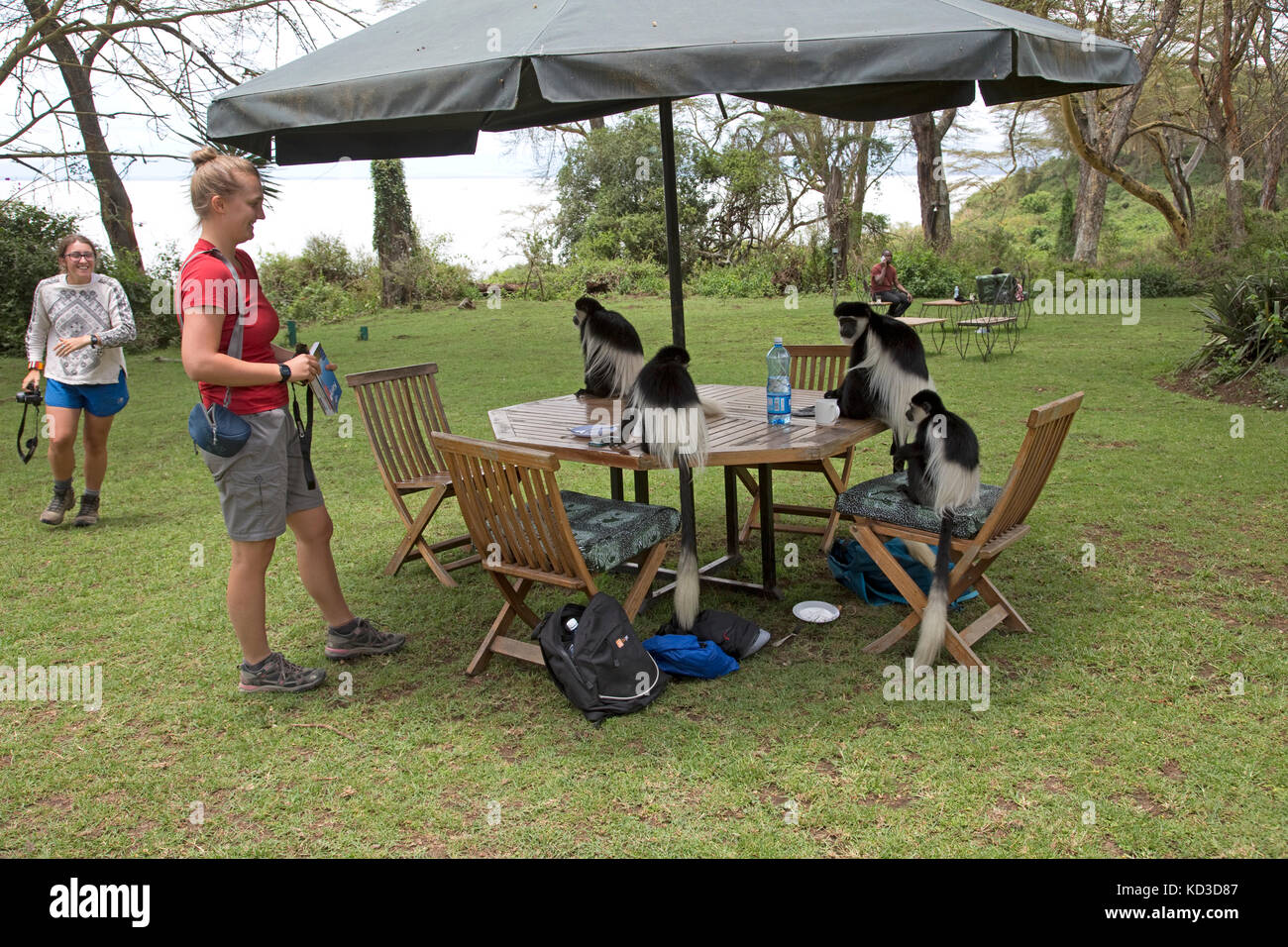 Two guests watch four Colobus monkeys invade picnic table on lawn ...