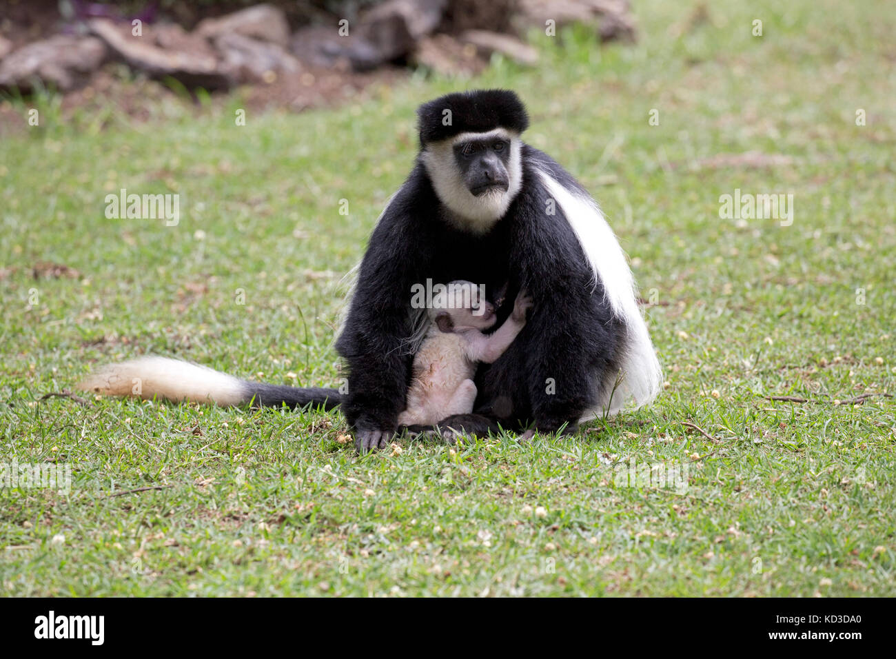 Monkey holding baby hi-res stock photography and images - Alamy