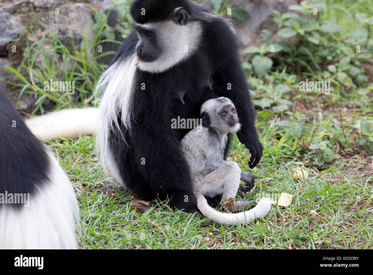 Adult female Black and White Colobus monkey Colobus guereza with young ...